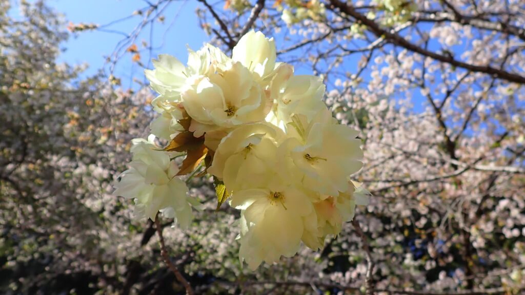 Ukon - Szkoła Języka Japońskiego Sakura