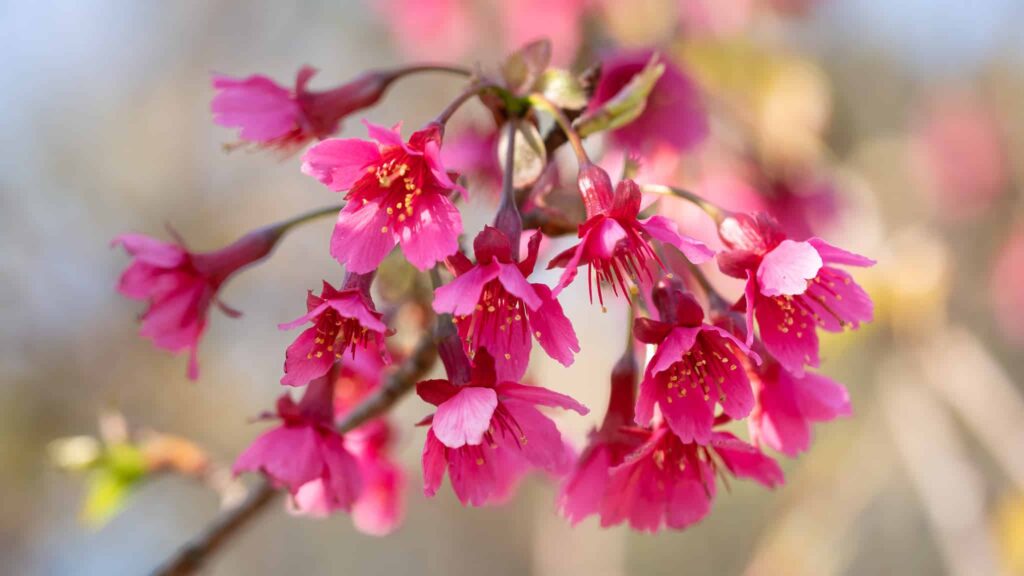 Kanhizakura - Szkoła Języka Japońskiego Sakura