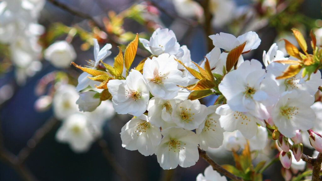 Jo-nioi ジョウニオイ - Szkoła Języka Japońskiego Sakura