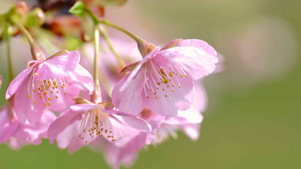 Szkoła Języka Japońskiego Sakura - Fundacja Sakura